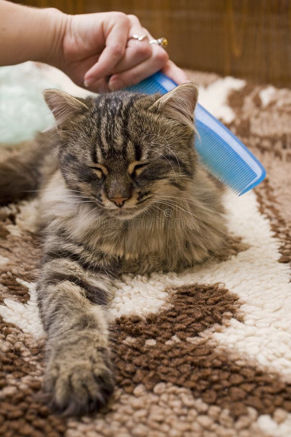 Pampered cat stock image. Image of feline, pamper, hand - 12476481