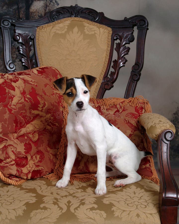 Pampered Puppy stock photo. Image of white, russell, jack - 4623160