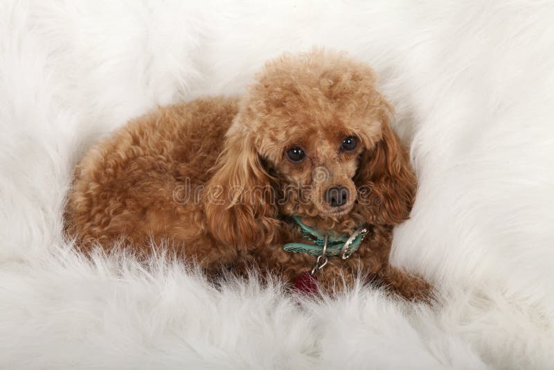 Pampered Toy Poodle stock photo. Image of collar, mammal - 37956666