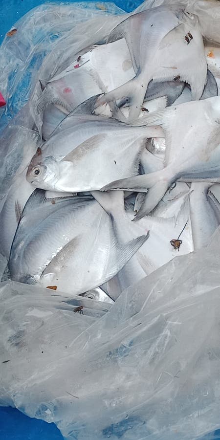 Nice Fish Standing by the Fountain Part 2 Stock Photo - Image of facade ...