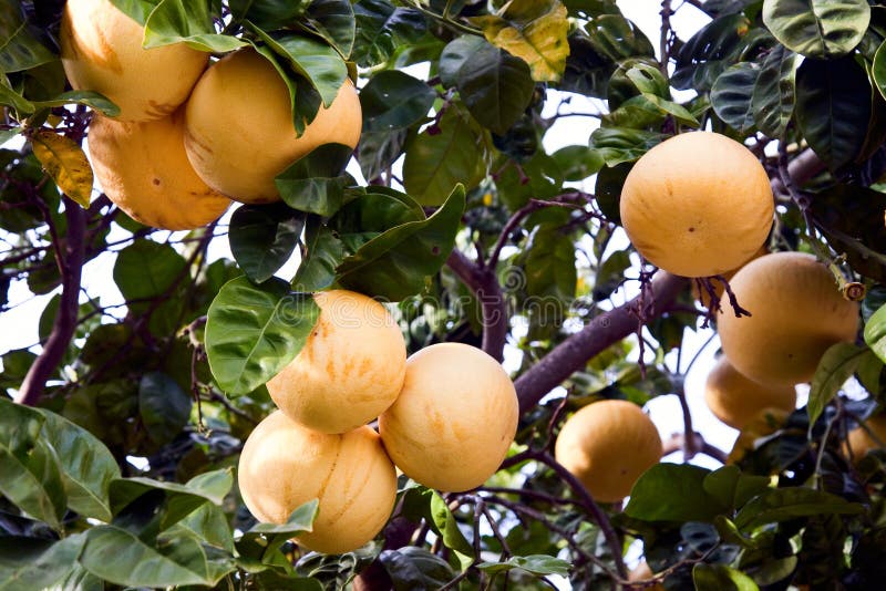 Fleurs De L'arbre De Pamplemousse Qui Produira De Grands Agrumes Comme ...