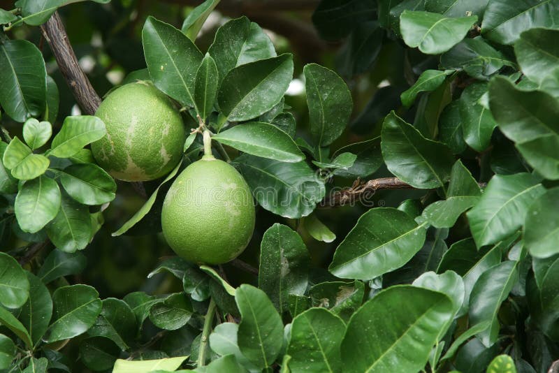 Pamplemousse photo stock. Image du pamplemousse, arbre - 39823814