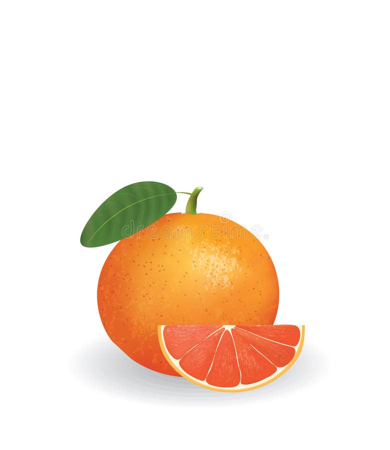 Tranche de pamplemousse illustration de vecteur. Illustration du ...