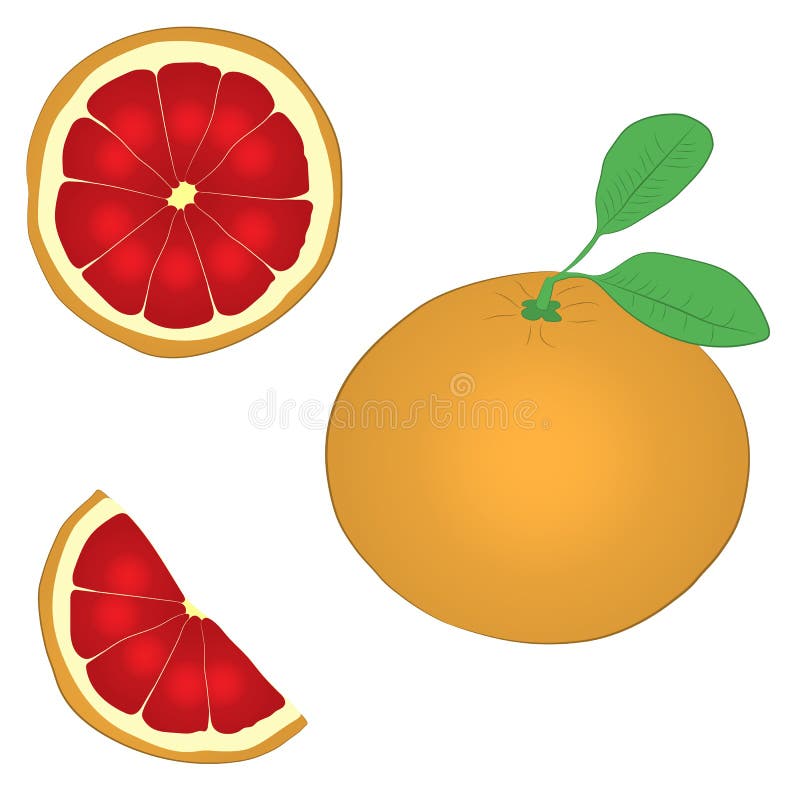 Illustration Orange De Dessin De Vecteur De Fruit Illustration de ...