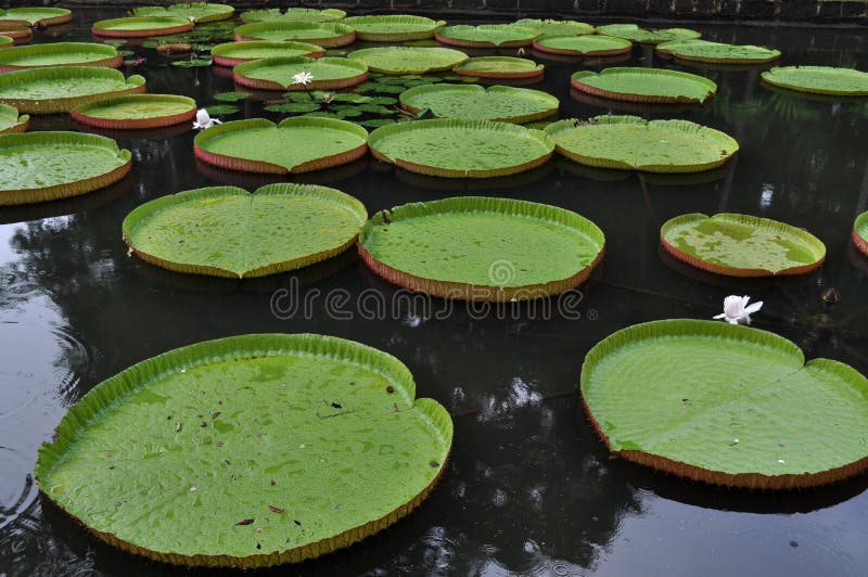 The Pamplemousse Garden, Mauritius Stock Image - Image of giant ...