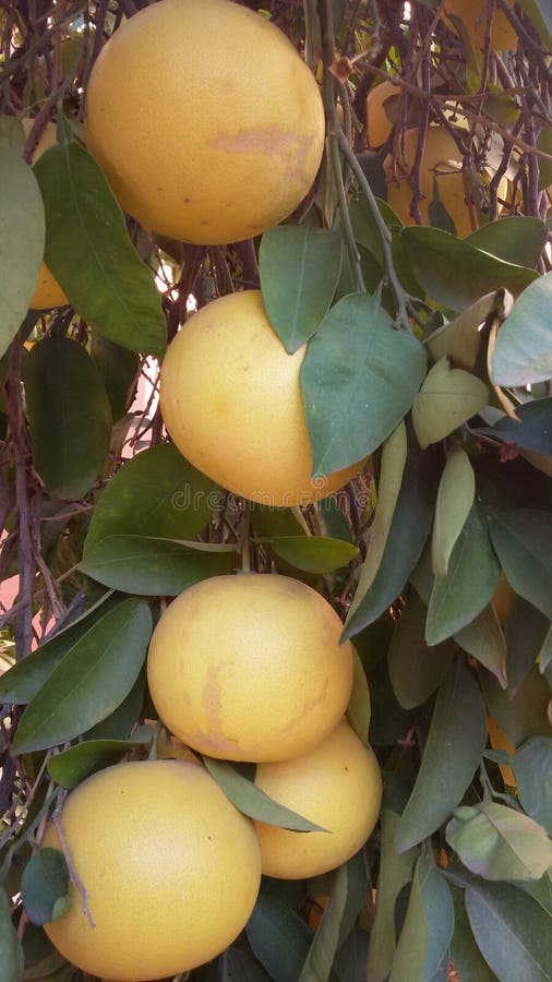 Pamplemousse tree stock photo. Image of good, pamplemousse - 135262292