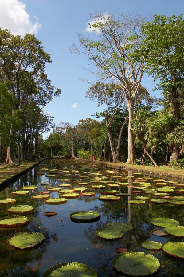 Pamplemousses Botanical Garden Stock Photo - Image of pamplemousses ...