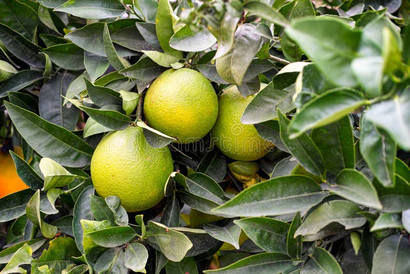 Pamplemousses Qui Poussent Sur L'arbre D'agrumes Image stock - Image du ...