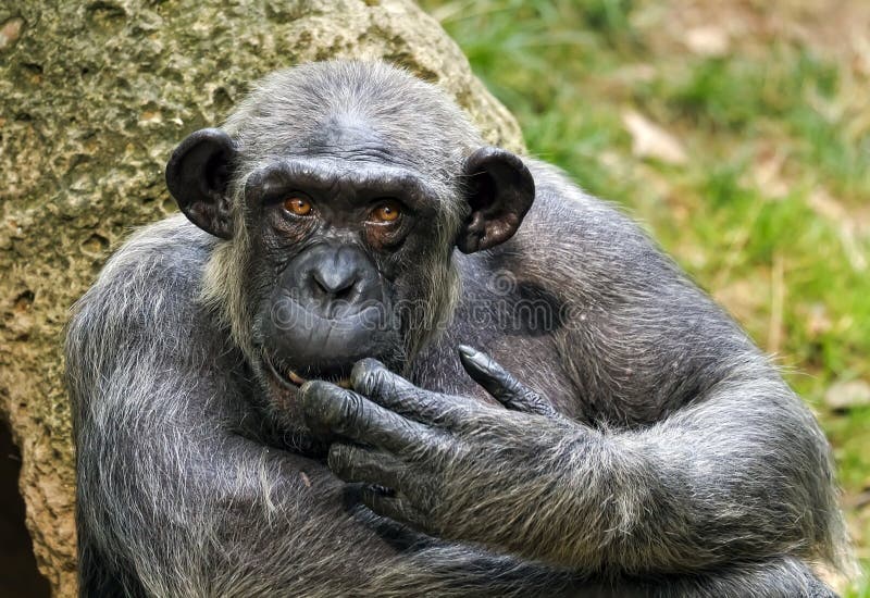 Pan, chimpanzee stock photo. Image of creature, wild - 20564370