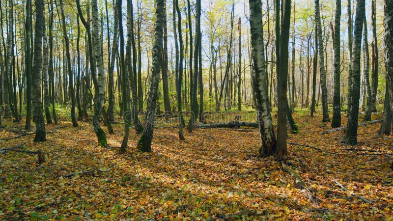 Colored Trees in Sunlight in Autumn Forest. Gorgeous Autumn Forest ...