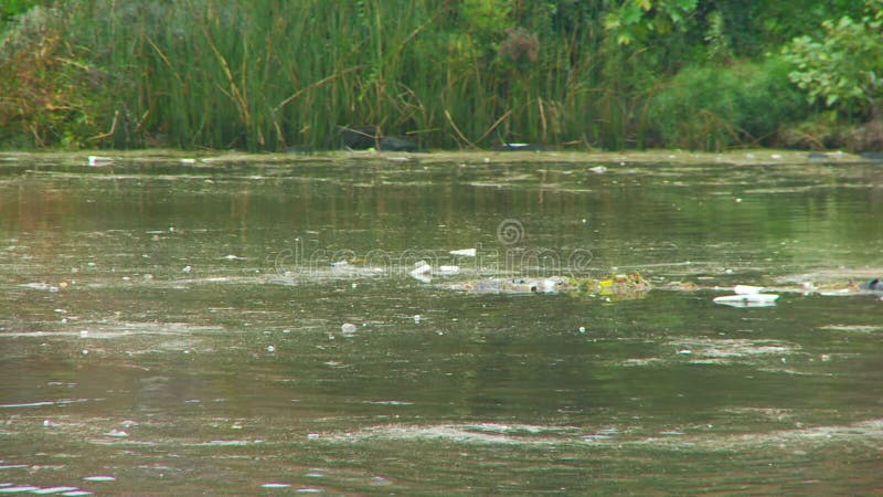Debris Floating in Large Body of Rainwater Stock Footage - Video of ...