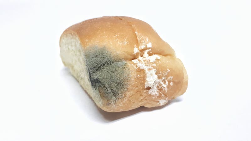 Hongo en el pan expirado foto de archivo. Imagen de hongo - 138088504