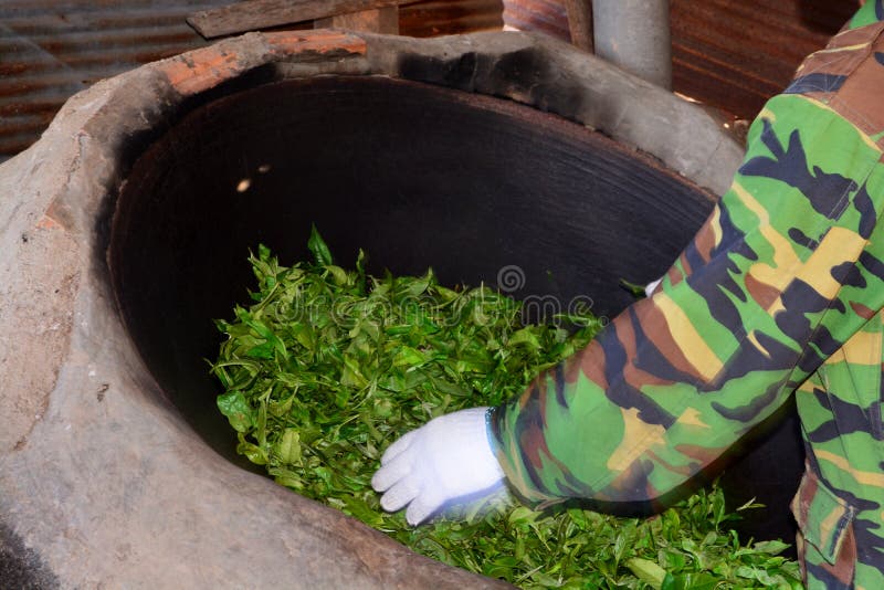 Pan Fired Tea,roasting in a Pan ,tea Leaves are Roasted Early in ...