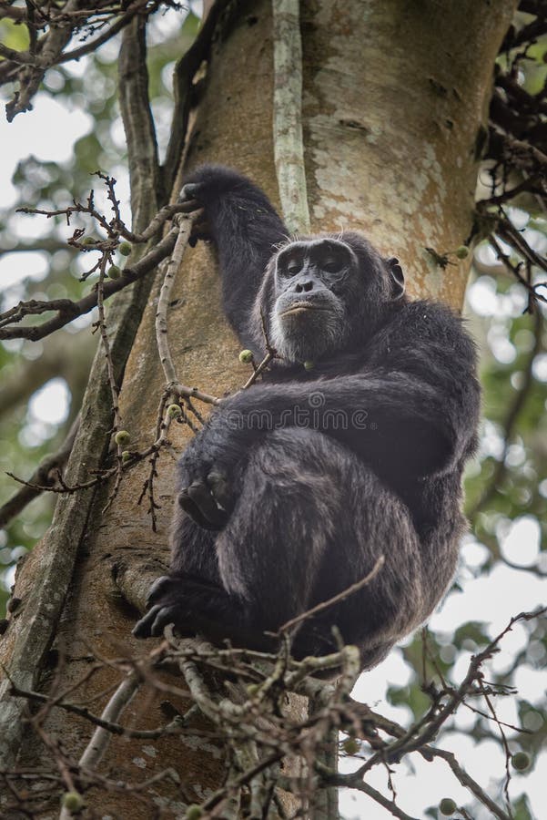 Pan-hooting Chimpanzee Pan Troglodytes Stock Photo - Image of adult ...