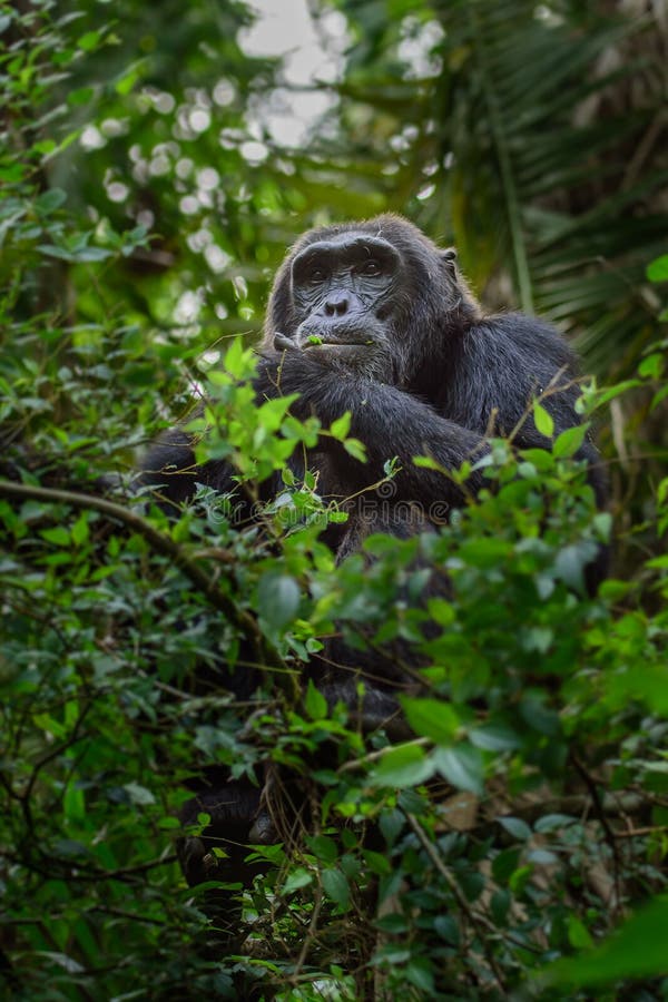 Pan-hooting Chimpanzee Pan Troglodytes Stock Image - Image of ...