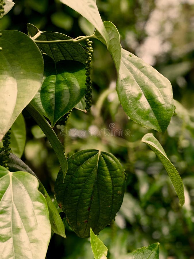 Pan leaf stock image. Image of leaf, masala, plant, indian - 161575745