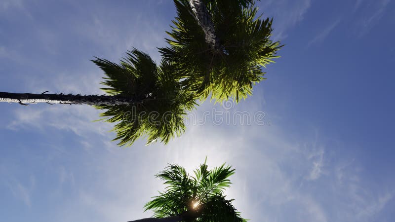 Vertical Video, Bottom View of Coconut Palm Trees in Sun. 3d Animated ...