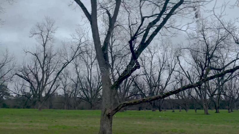 Pan of a Pecan Tree Orchard Farm in Rural Georgia in the Fall Stock ...