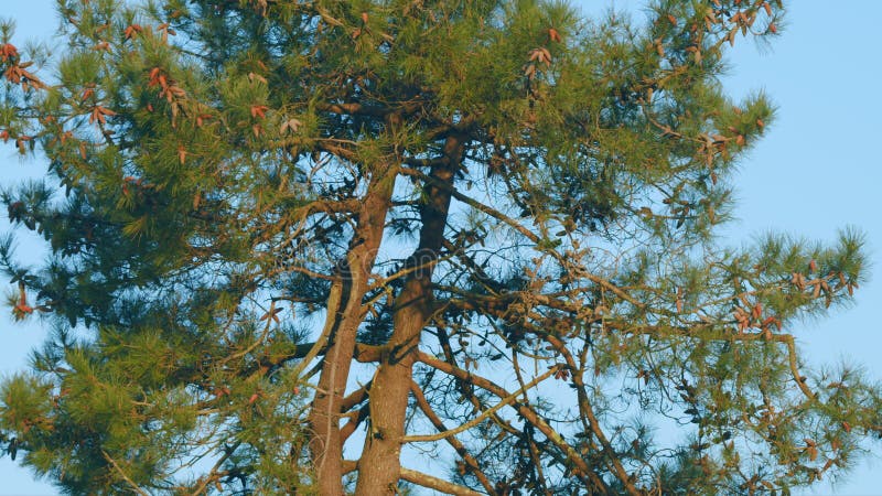 Pine Tree is Waving with the Wind. Spikey Leaves of the Pine Trees. Pan ...