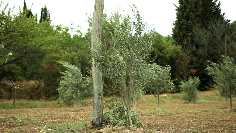 A Field of Olive Trees with a Red Dirt Background. Stock Footage ...