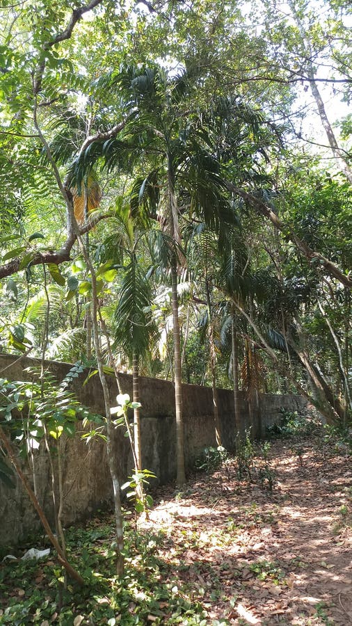 Pan Tree Mango Tree River Side Stock Image - Image of river, canalside ...