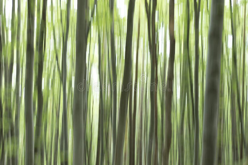 Pan of Trees Vertical Bosque Abstracto Imagen de archivo - Imagen de ...