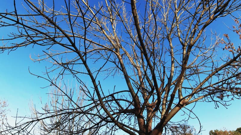 Pan View of a Dead Tree Branches with a Beautiful Blue Sky Stock Video ...