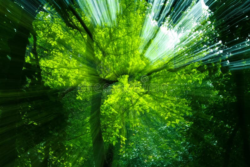 Panning and Zooming Photo of Trees Stock Photo - Image of blur ...