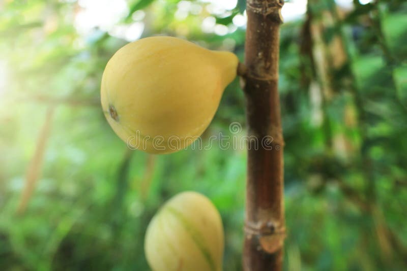 Panache Figs Fruits on Tree. Stock Photo - Image of fresh, garden: 98545428
