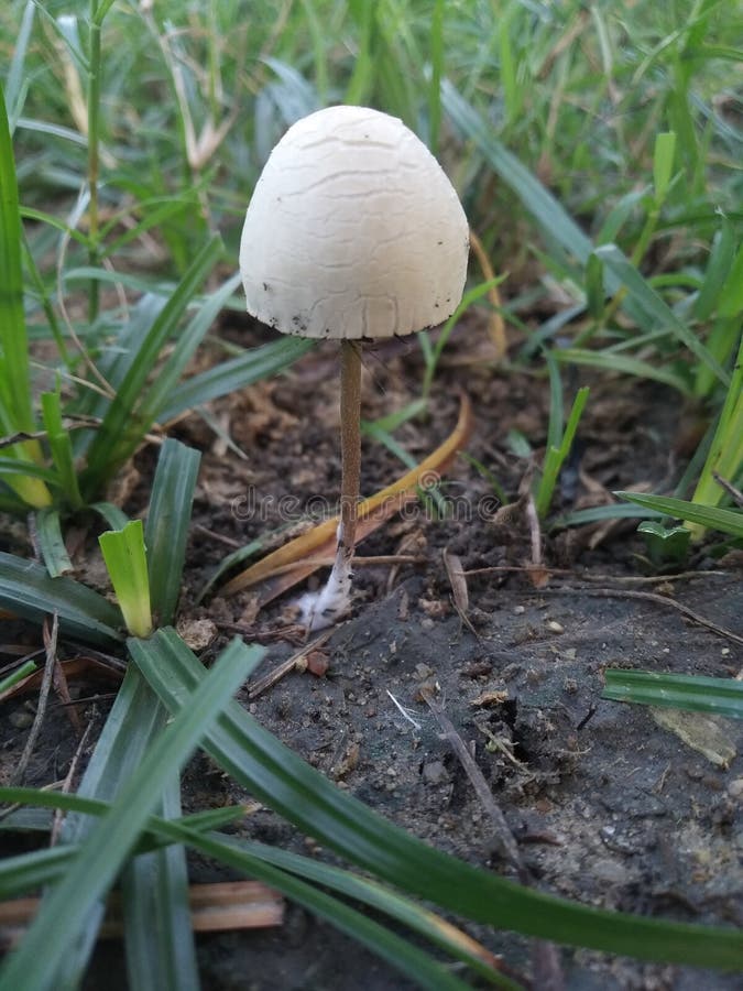 Panaeolus Antillarum is a Common and Widely Distributed Small To Medium ...