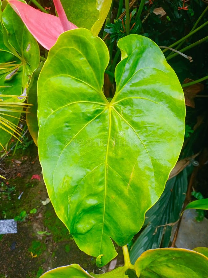 Panah Pink Png Stock Photos - Free & Royalty-Free Stock Photos from ...