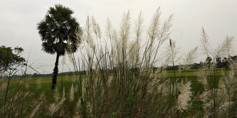 Panai maram stock photo. Image of tree, maram, panai - 134984760