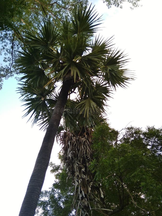 Palm tree stock photo. Image of tree, give, beauty, panai - 127556868