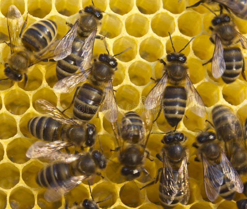 Colmena partes y detalles Colmenas de abejas, Apicultura, Huertos escolares