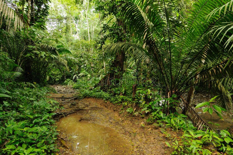 Selva de Darien foto de archivo. Imagen de arbusto, fango - 40645380