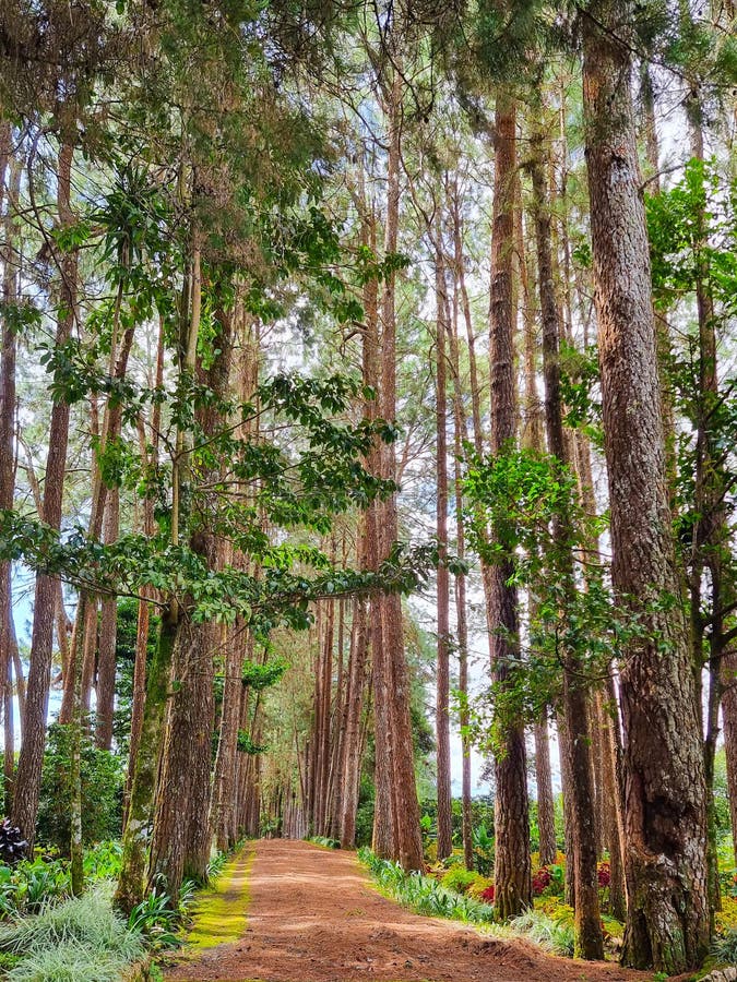 Panama, Boquete , Mountain Trail Lined with Trees Stock Image - Image ...