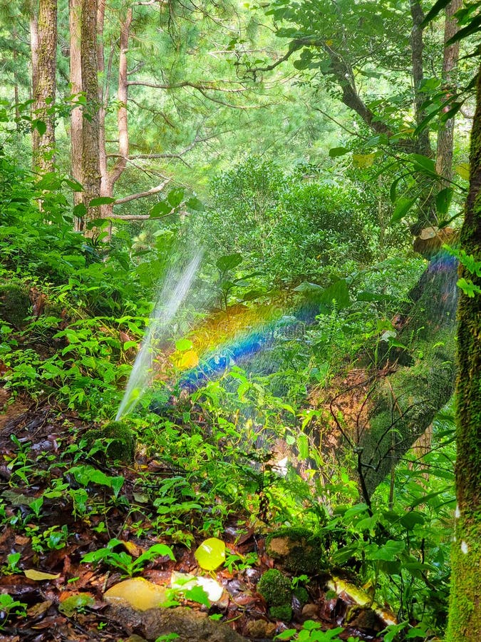 Panama, Boquete, Rainbow in the Forest Stock Photo - Image of beautiful ...