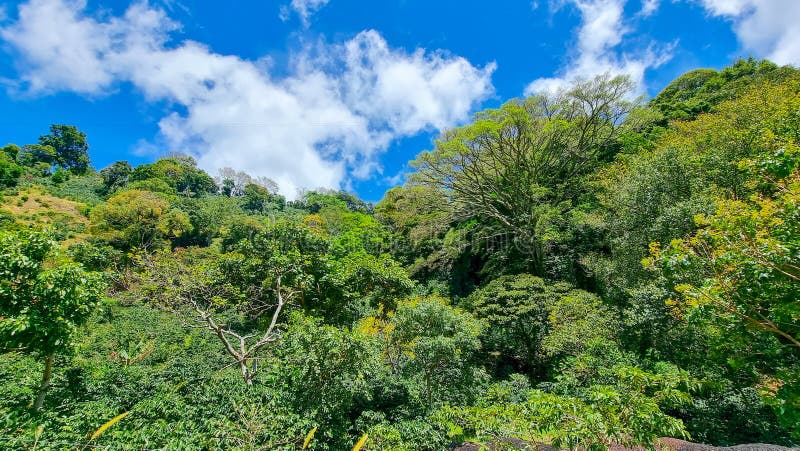 Panama, Chiriqui Province, the Trees of the Rainforest Stock Image ...