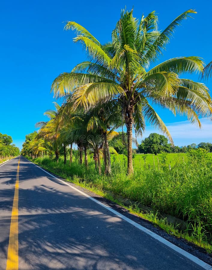 Panama, David, Secondary Road Lined with Palm Trees Stock Image - Image of detail, green: 343243823