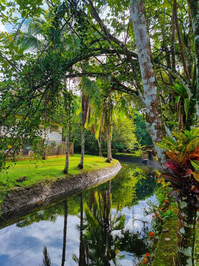 Panama, Dolega, Palm Trees Reflected in the Canal Stock Image - Image ...