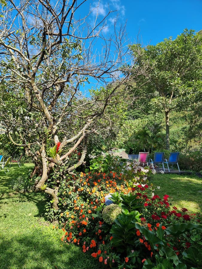 Panama, Flowers and Plants in a Garden Stock Image - Image of flowers ...