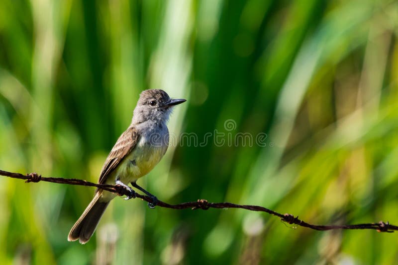 Panama Flycatcher stock image. Image of flycatcher, yellow - 91127425