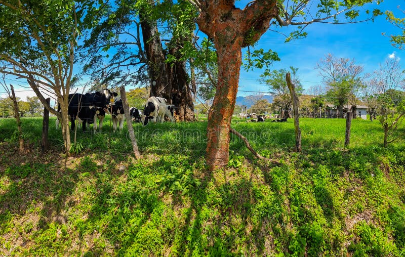 Panama, Palmira, Ranch with Cattle Stock Photo - Image of bovine ...