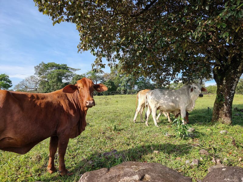 Panama, Pedasi Countryside, Group of Brahma Cattle Stock Image - Image ...