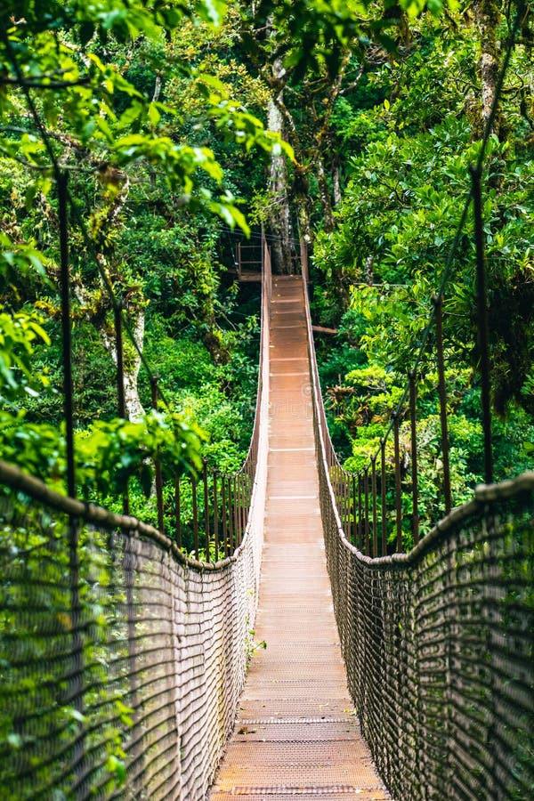 Panama Rainforest. Hanging Bridge in the Jungle of Panama, Central ...