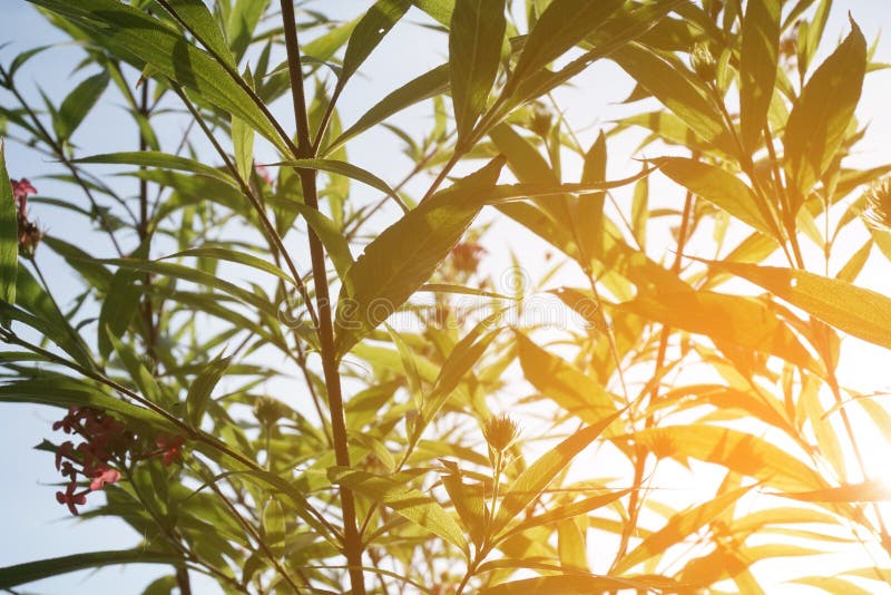 Panama Rose Tree in Nature Garden Stock Photo - Image of plant, meadow ...