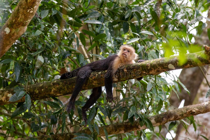 White-throated Capuchins Monkeys in Costa Rica Stock Photo - Image of ...