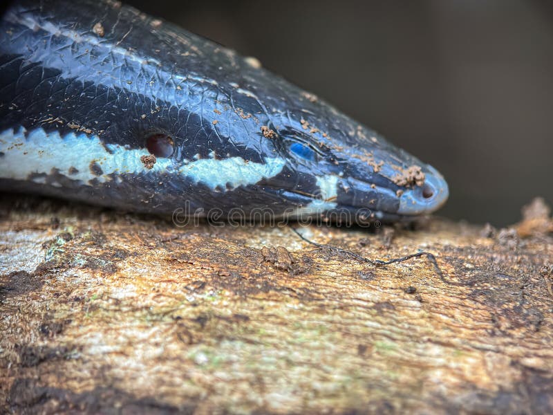 Panana lizard stock image. Image of cute, heat, dangerous - 327195227