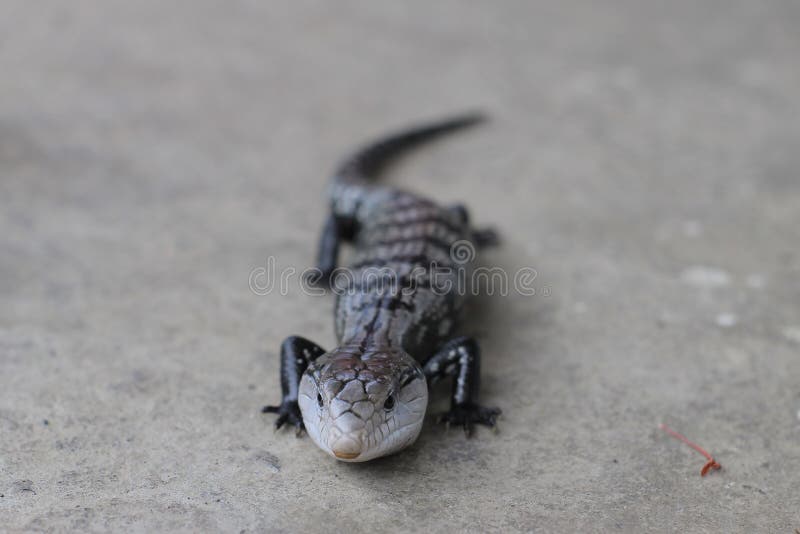 A panana lizard stock image. Image of bird, village - 209949355
