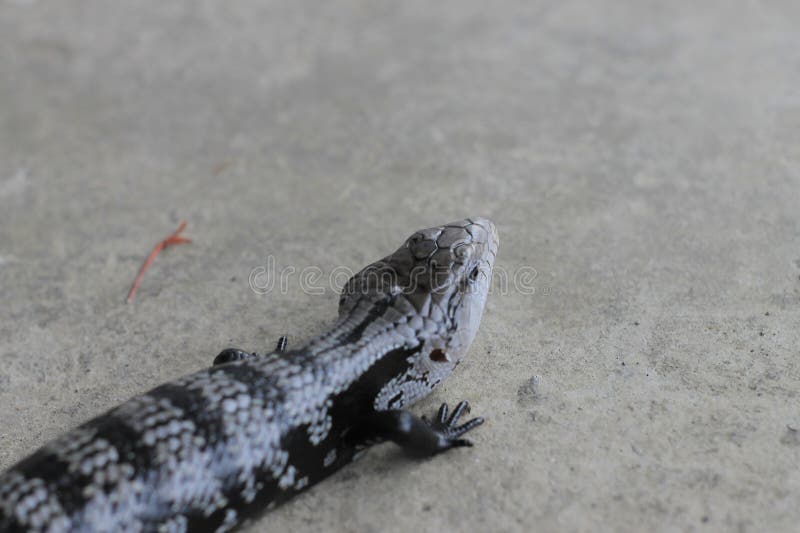 I Came Out from the Panana Lizard Area Stock Image - Image of serpent ...